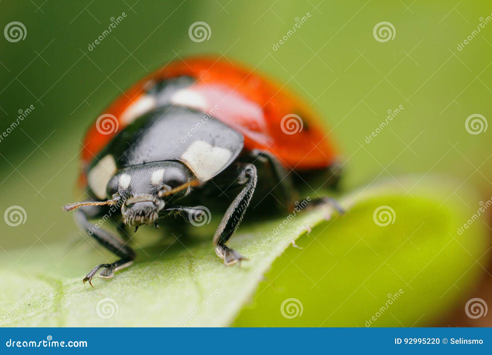 Ladybug stock photo. Image of ladybug, grasshopper, wasp - 92995220