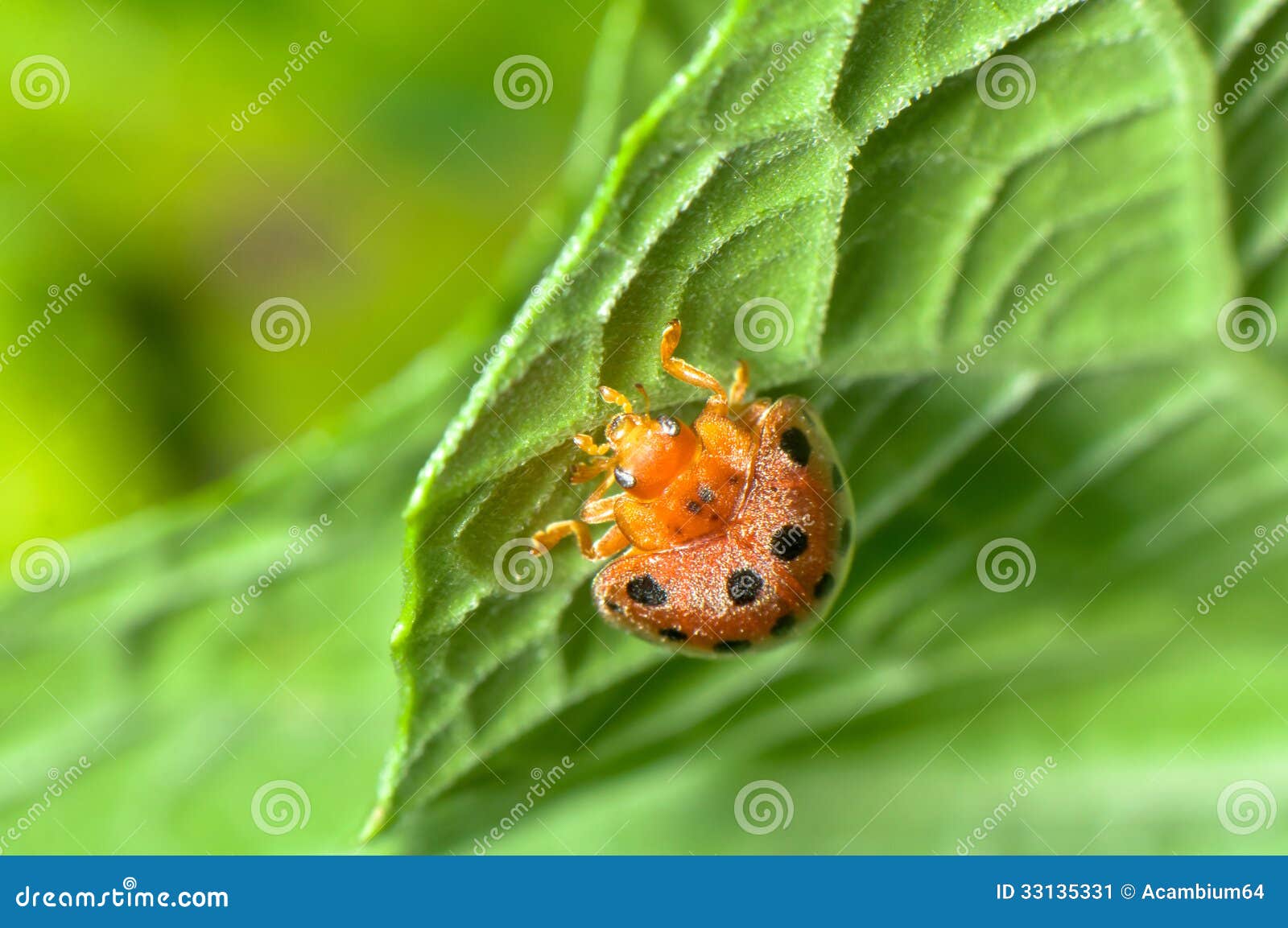 Ladybug Insect on Green Leaf Close Up Stock Image - Image of animal ...