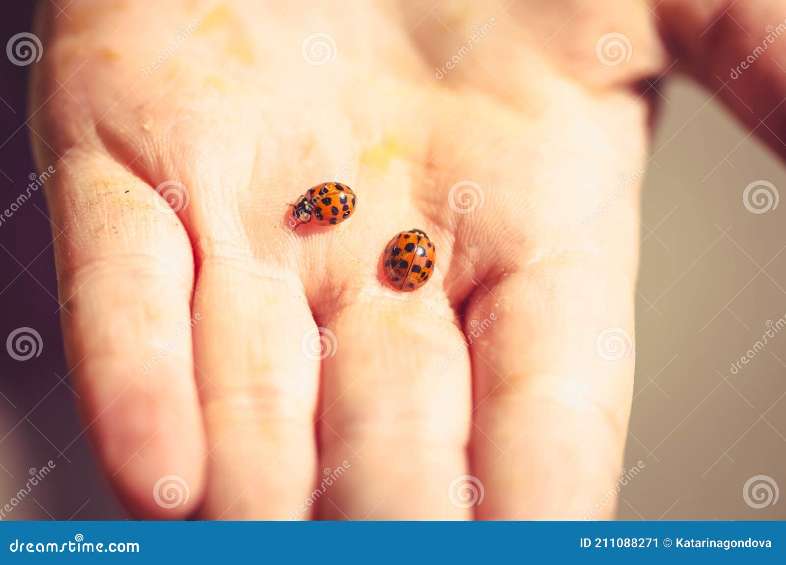 Ladybug insect on the hand stock image. Image of beautiful - 211088271