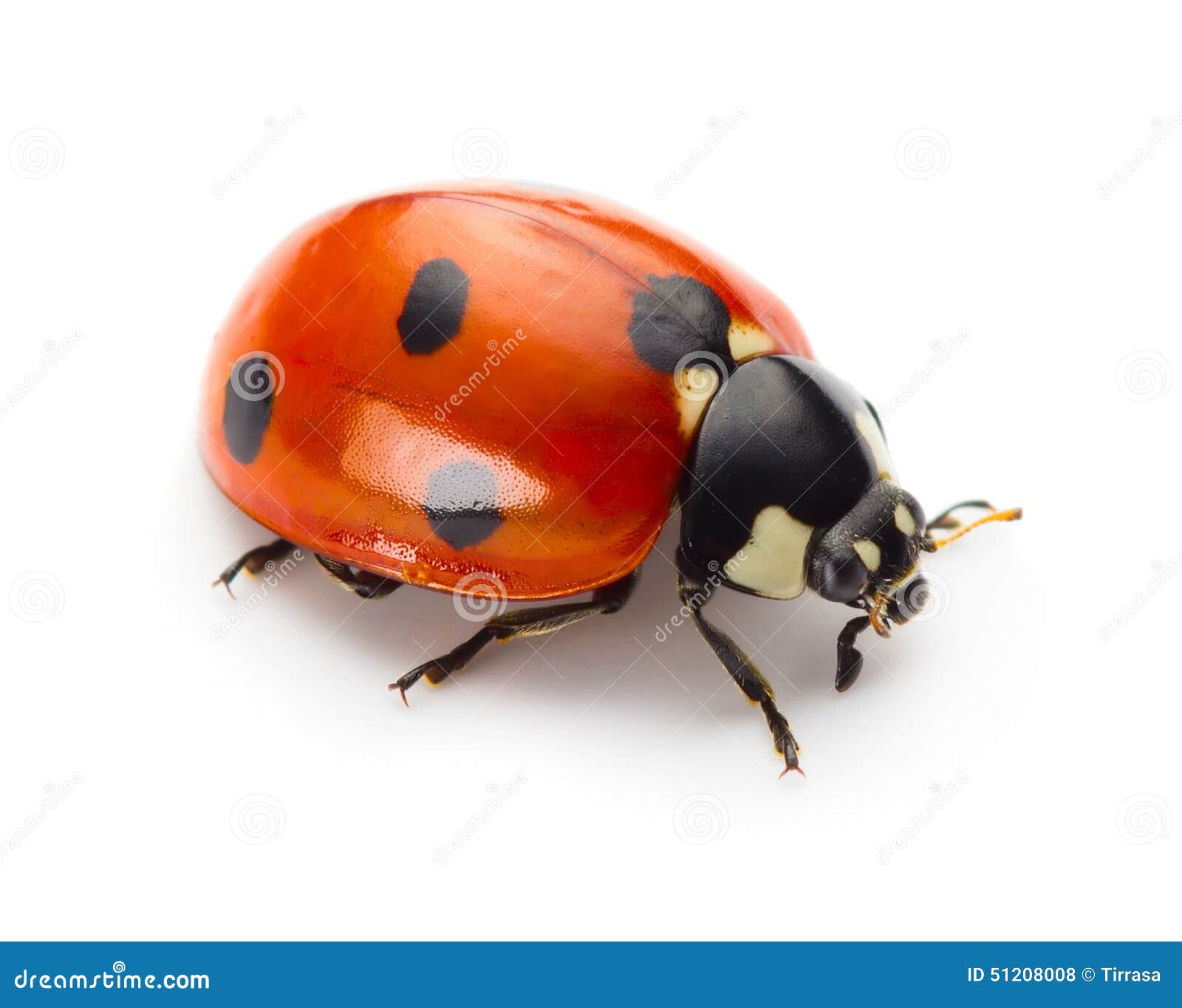 Ladybug Royalty-Free Stock Photo | CartoonDealer.com #8566167