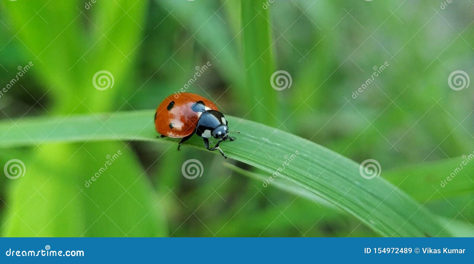 Ladybug Insect Leaf Blade in Rainy Session Stock Image - Image of ...