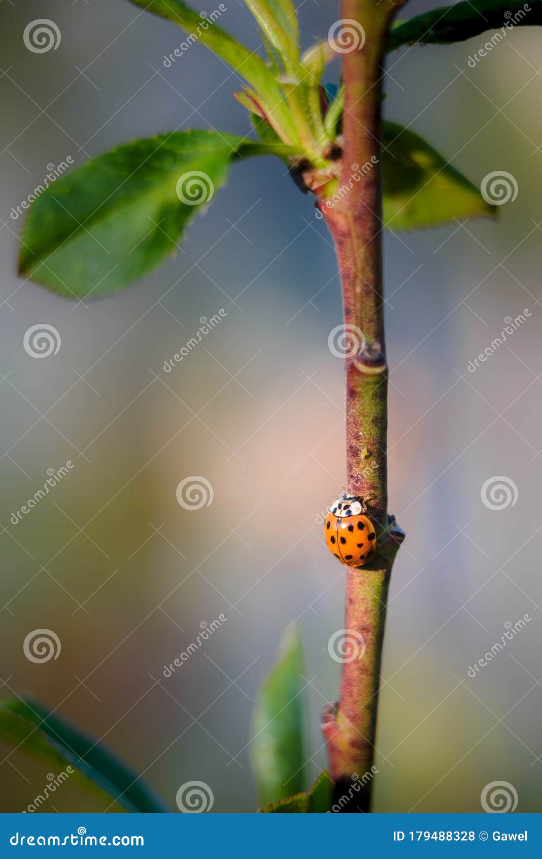 Ladybug Insect on Natural Condition Stock Photo - Image of flower ...