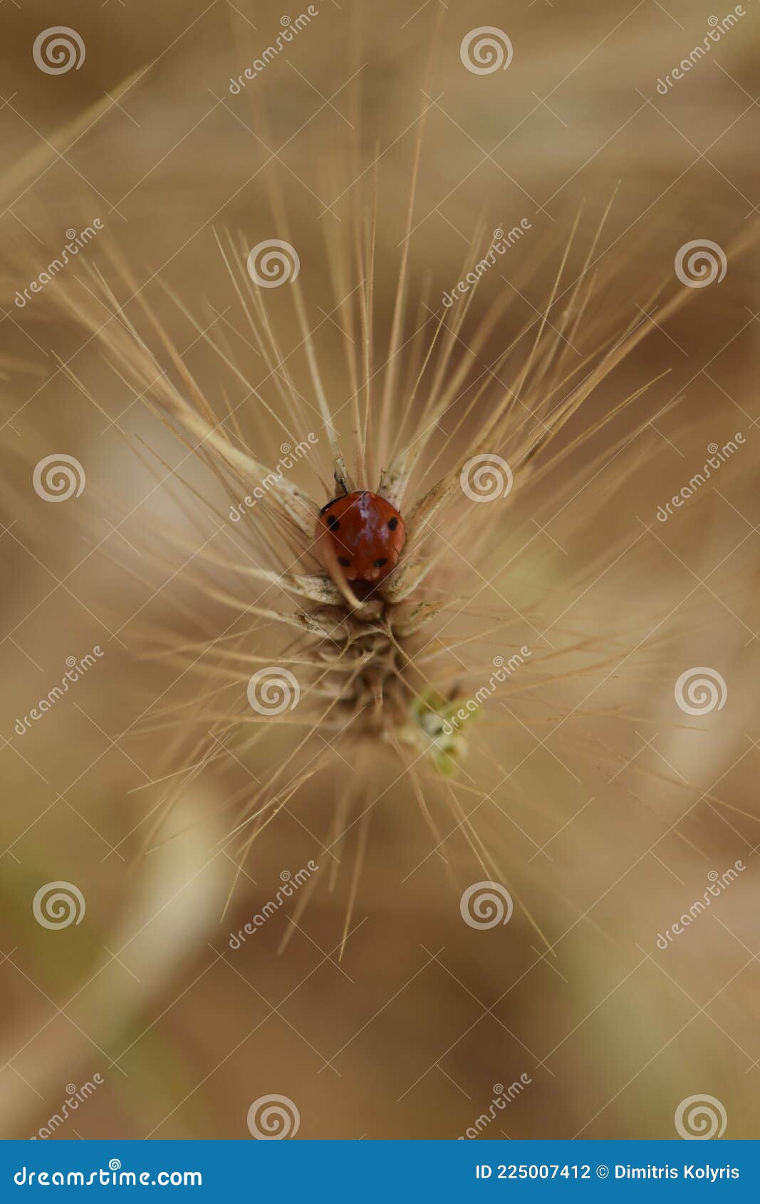 Ladybug Insect on Plant Springtime Nature Abstract Stock Photo - Image ...