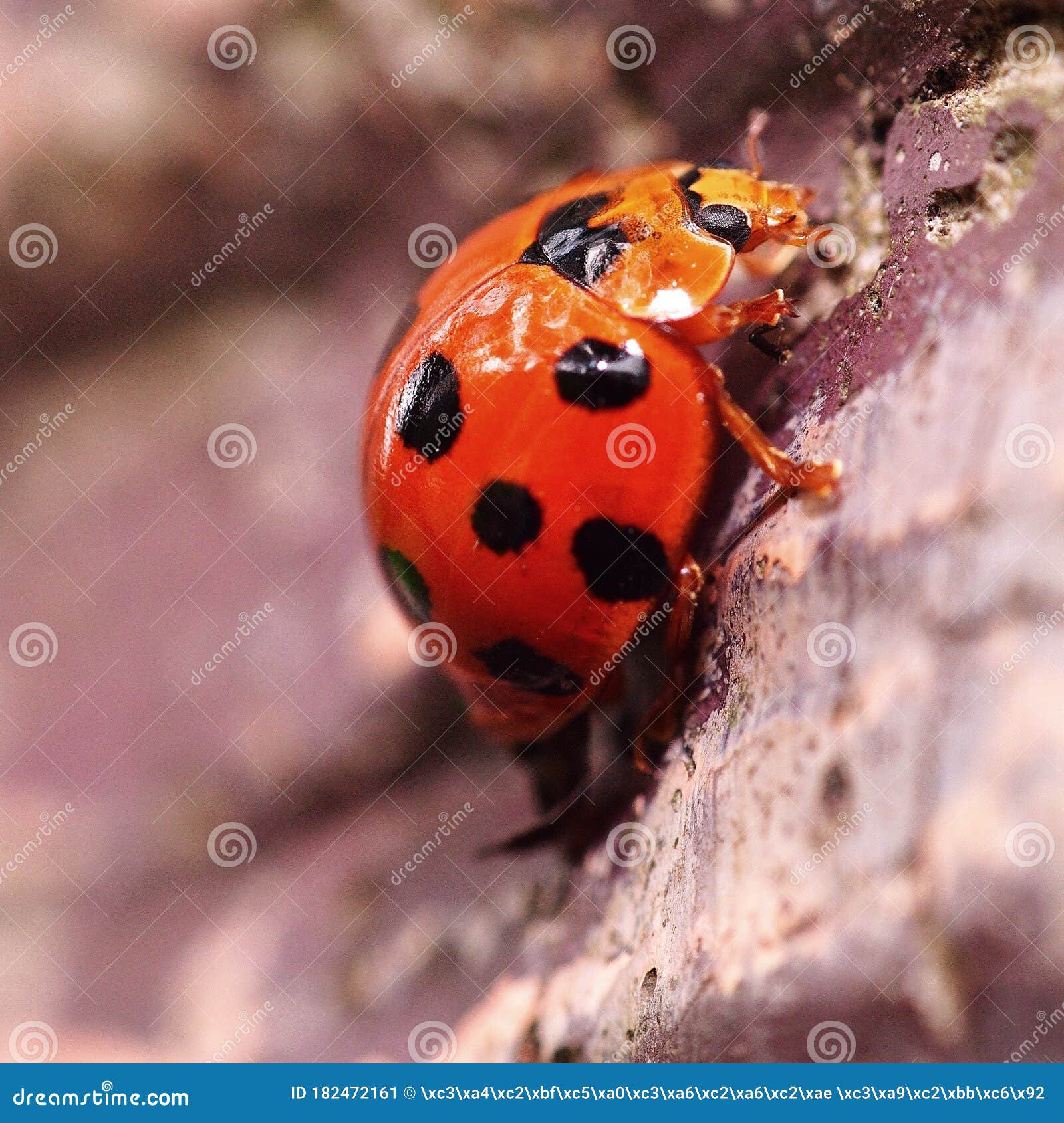 Ladybug stock image. Image of beautiful, beetle, ladybug - 182472161