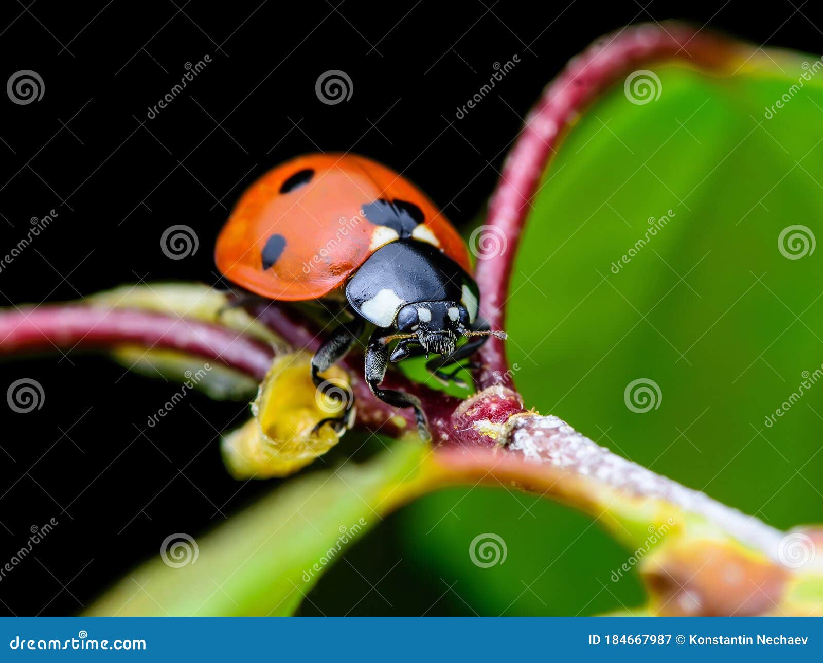 Ladybug Insect on Twig Macro Stock Image - Image of black, lady: 184667987