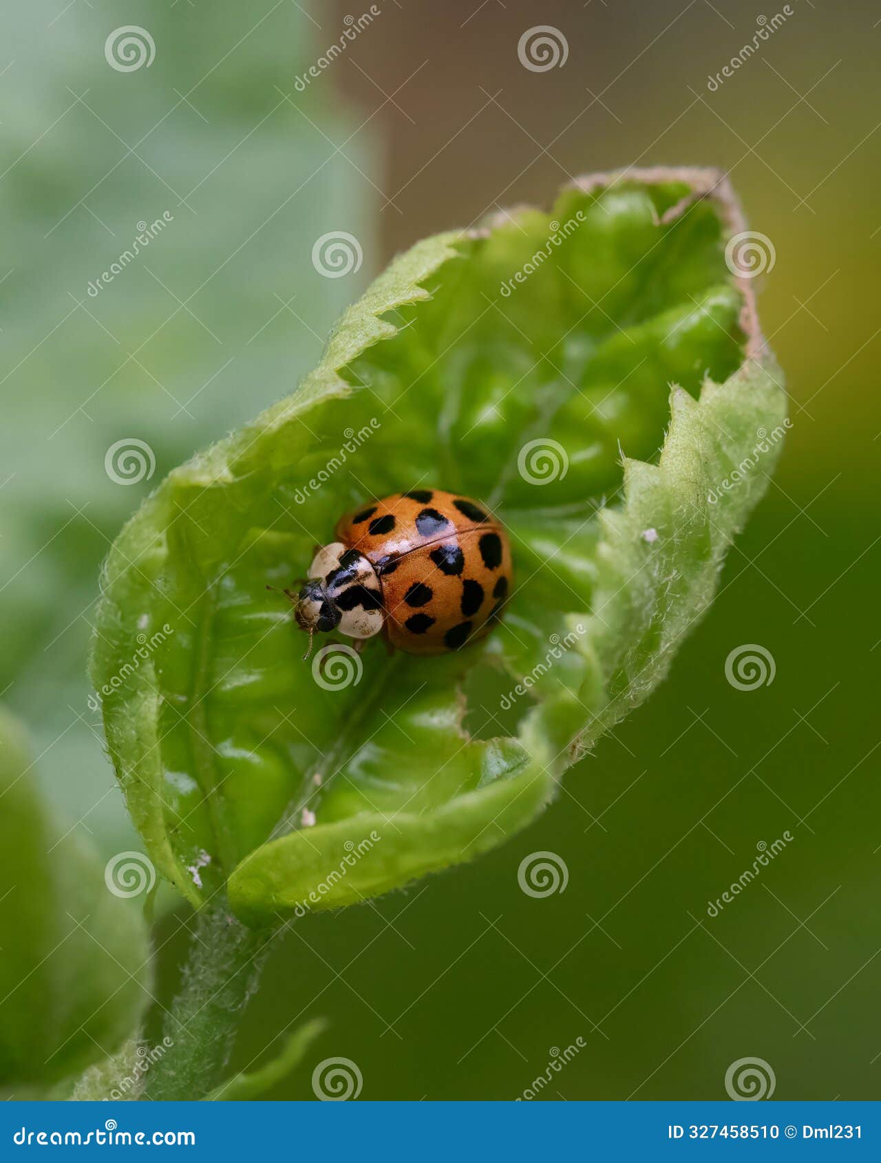 Ladybug Inside Curled Green Leaf Stock Photo - Image of wildlife ...