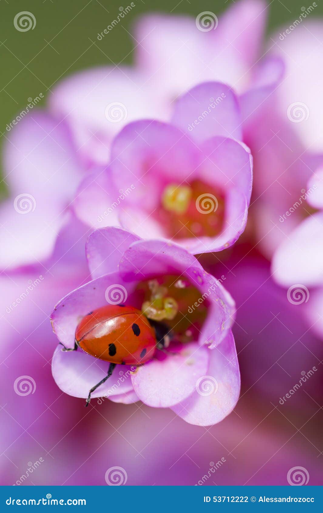 Ladybug Inside Pink Flowers Stock Photo - Image of chinese, face: 53712222
