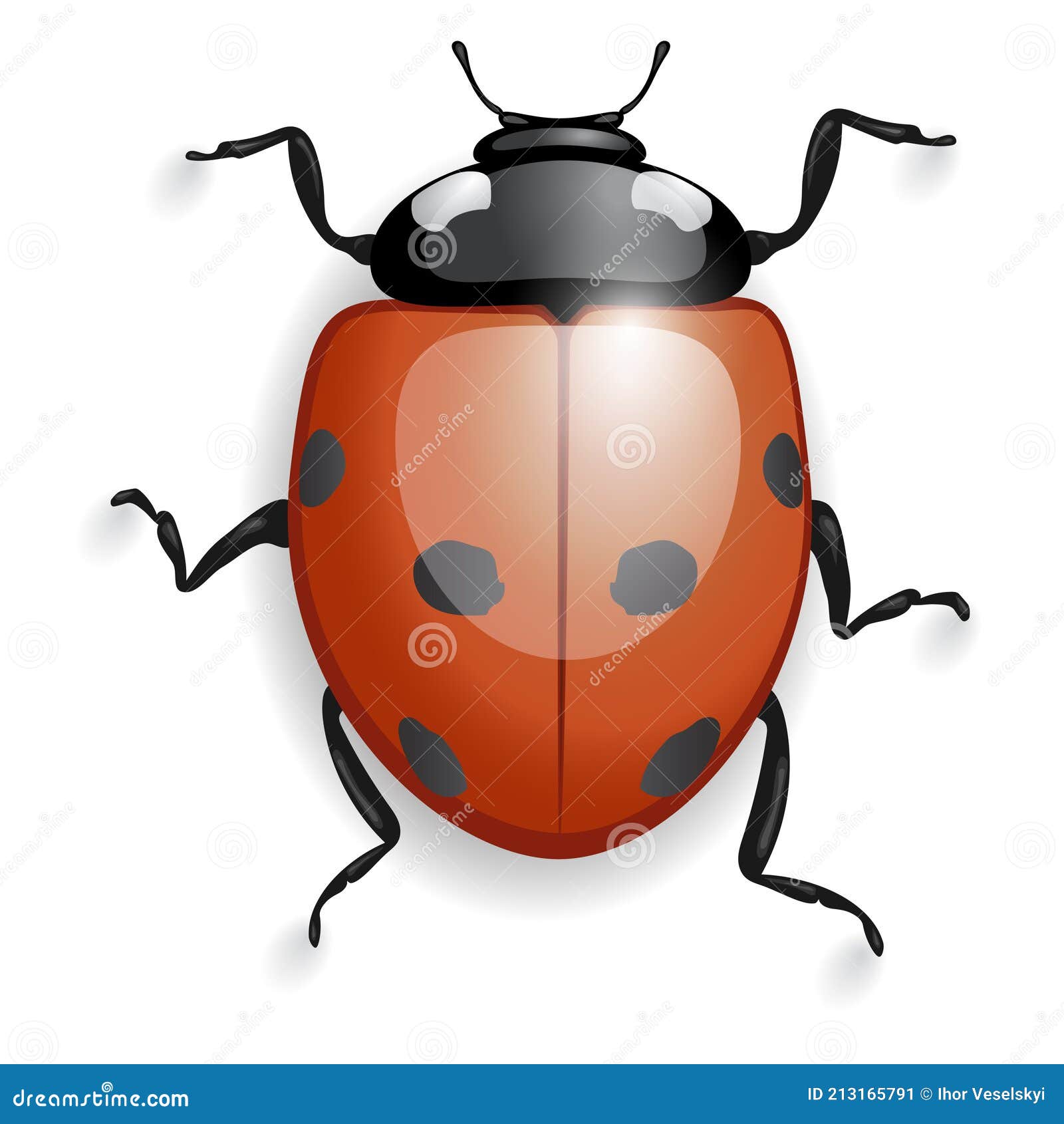 Ladybug Isolated with Shadows Stock Illustration - Illustration of ...