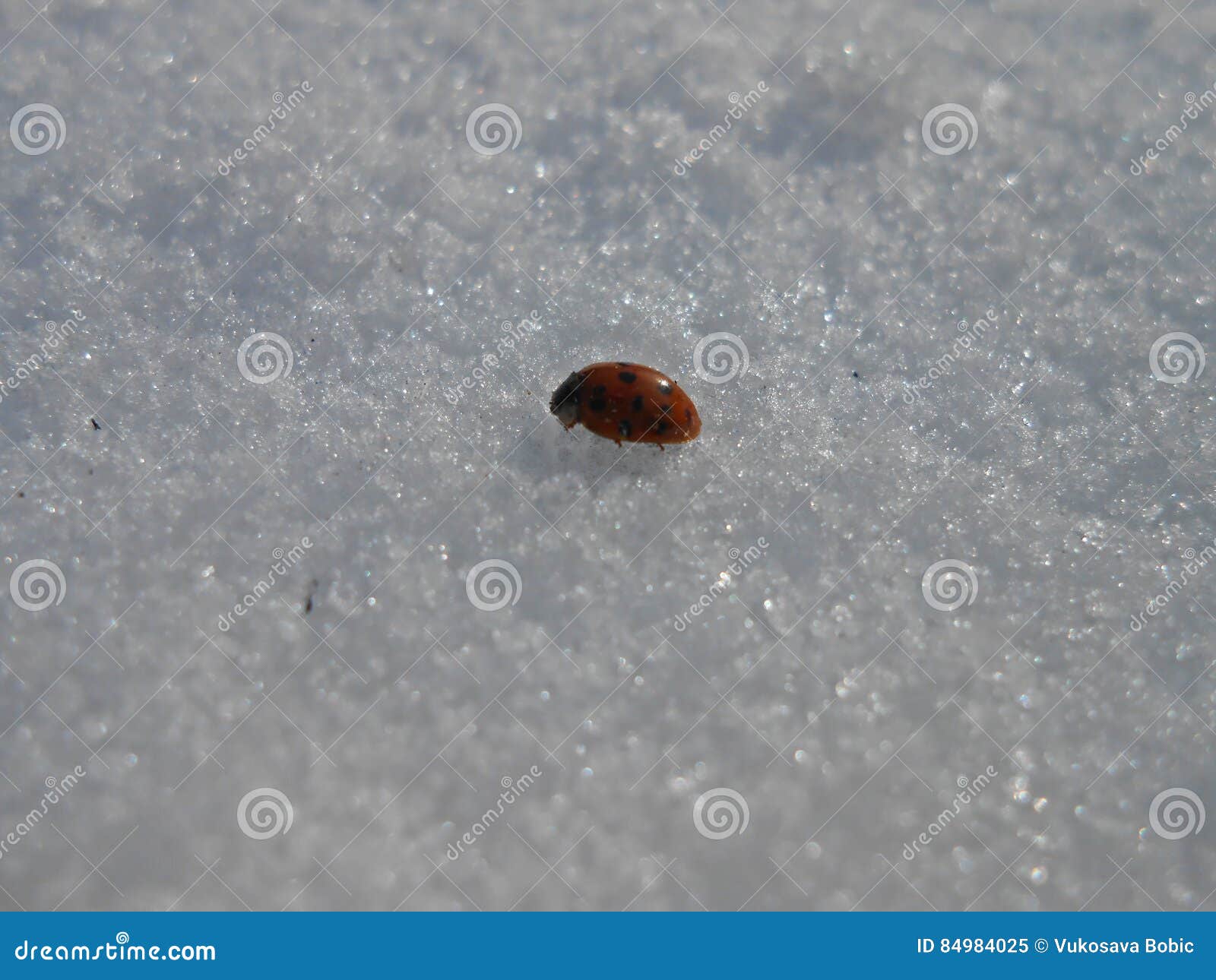 Ladybug stock image. Image of clear, print, light, close - 84984025
