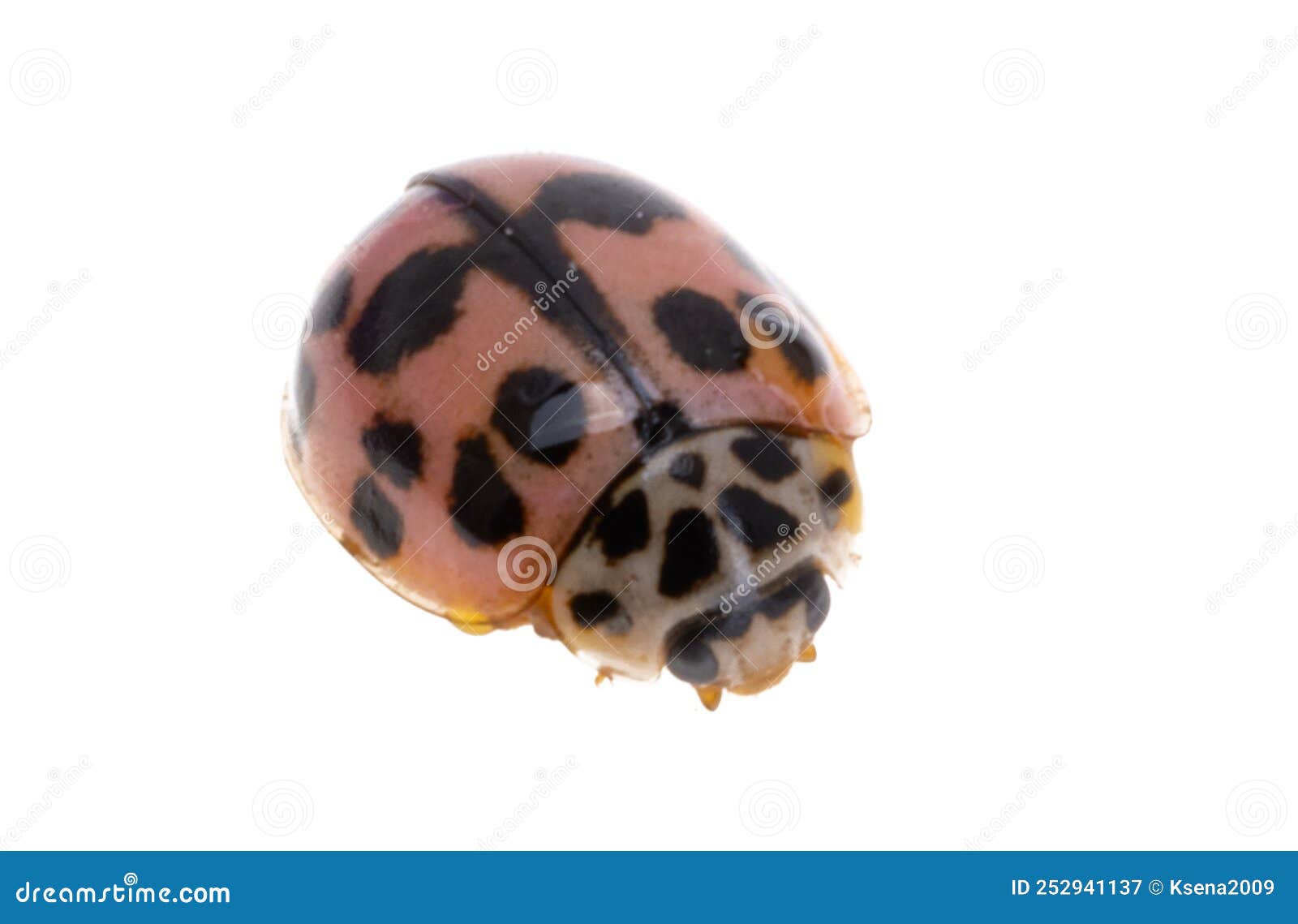 Wild ladybug isolated stock image. Image of beetle, studio - 252941137