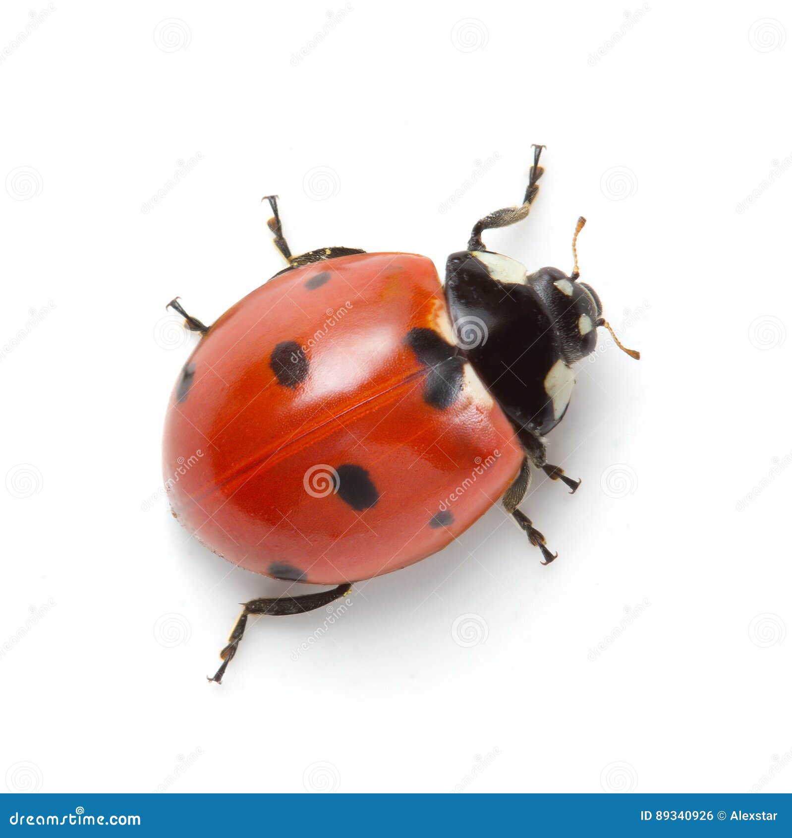 One Red Ladybug Stock Photography | CartoonDealer.com #48124964