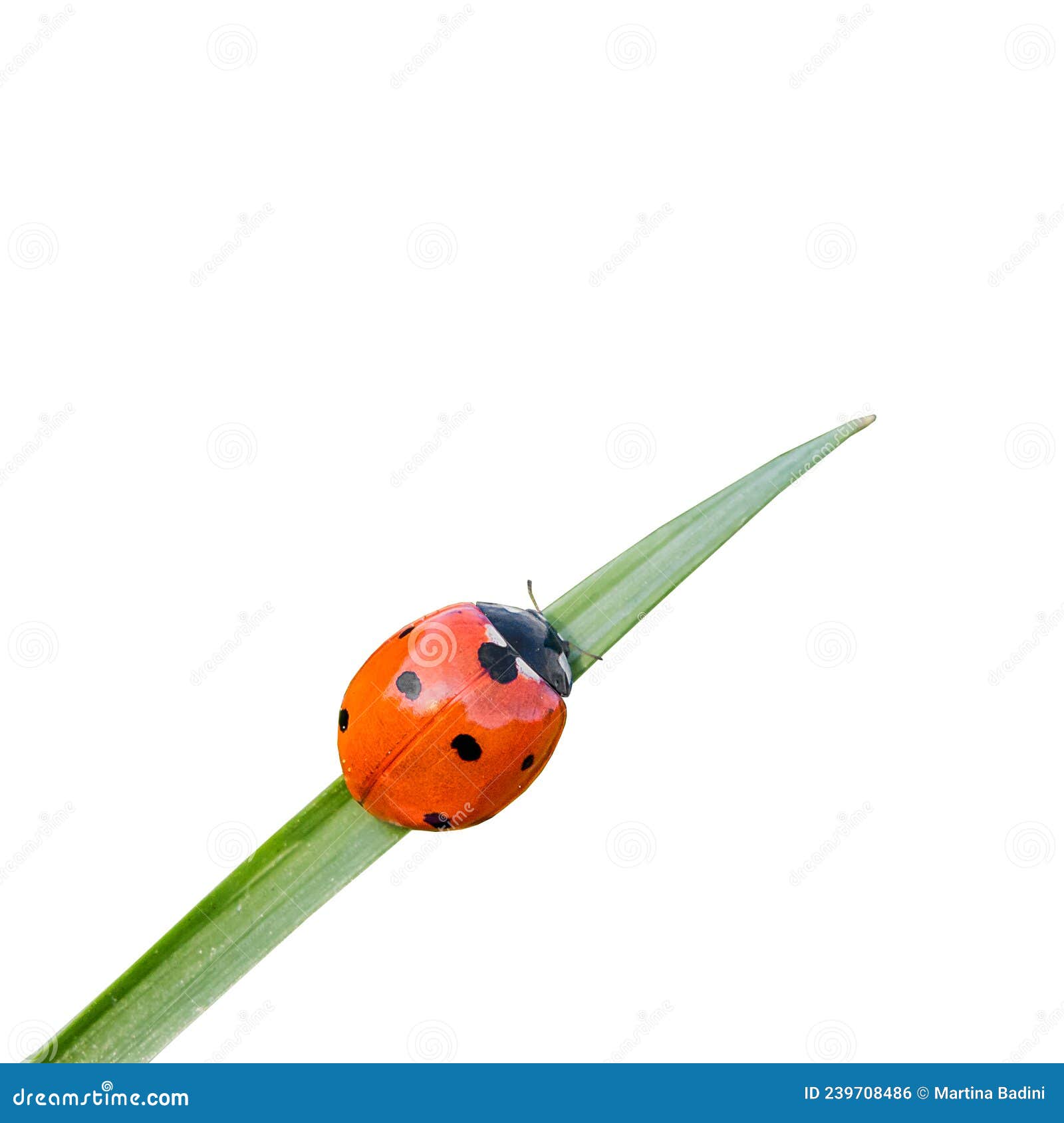 Ladybug Isolated on White Background Stock Photo - Image of clouds ...