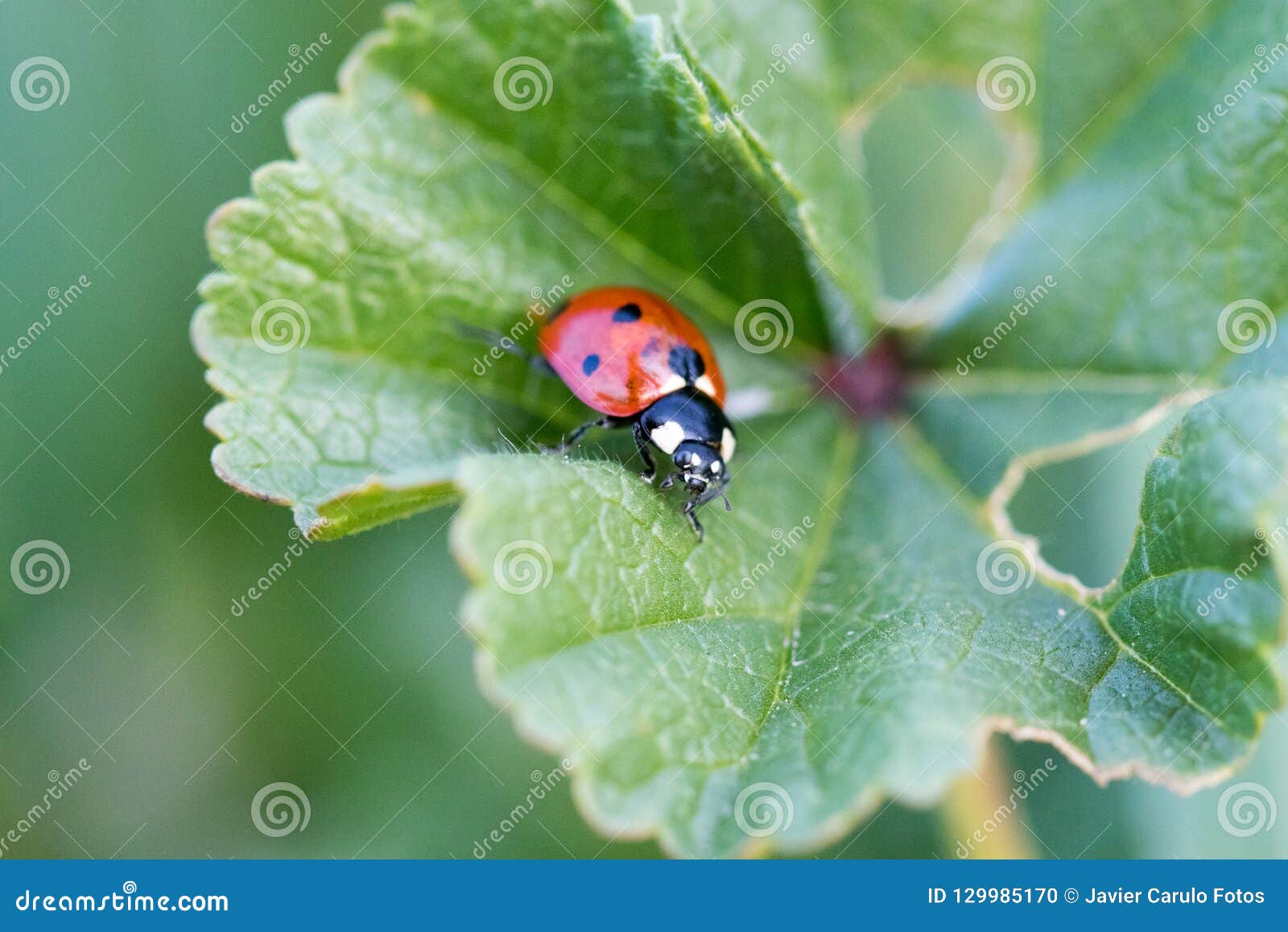 Ladybird in Her Environment with Macro Stock Photo - Image of scene ...