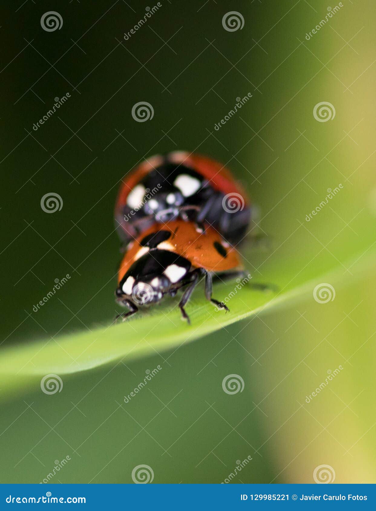 Ladybird in Her Environment with Macro Stock Image - Image of nature ...