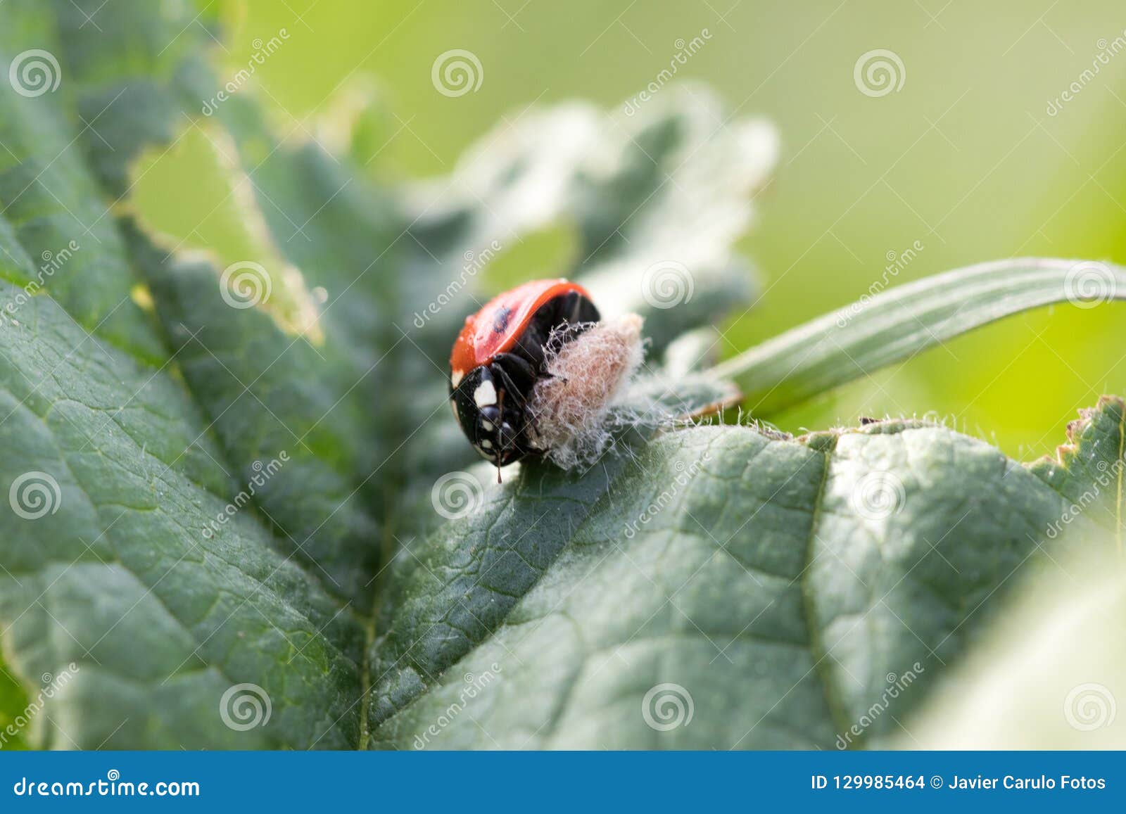Ladybird in Her Environment with Macro Stock Photo - Image of design ...