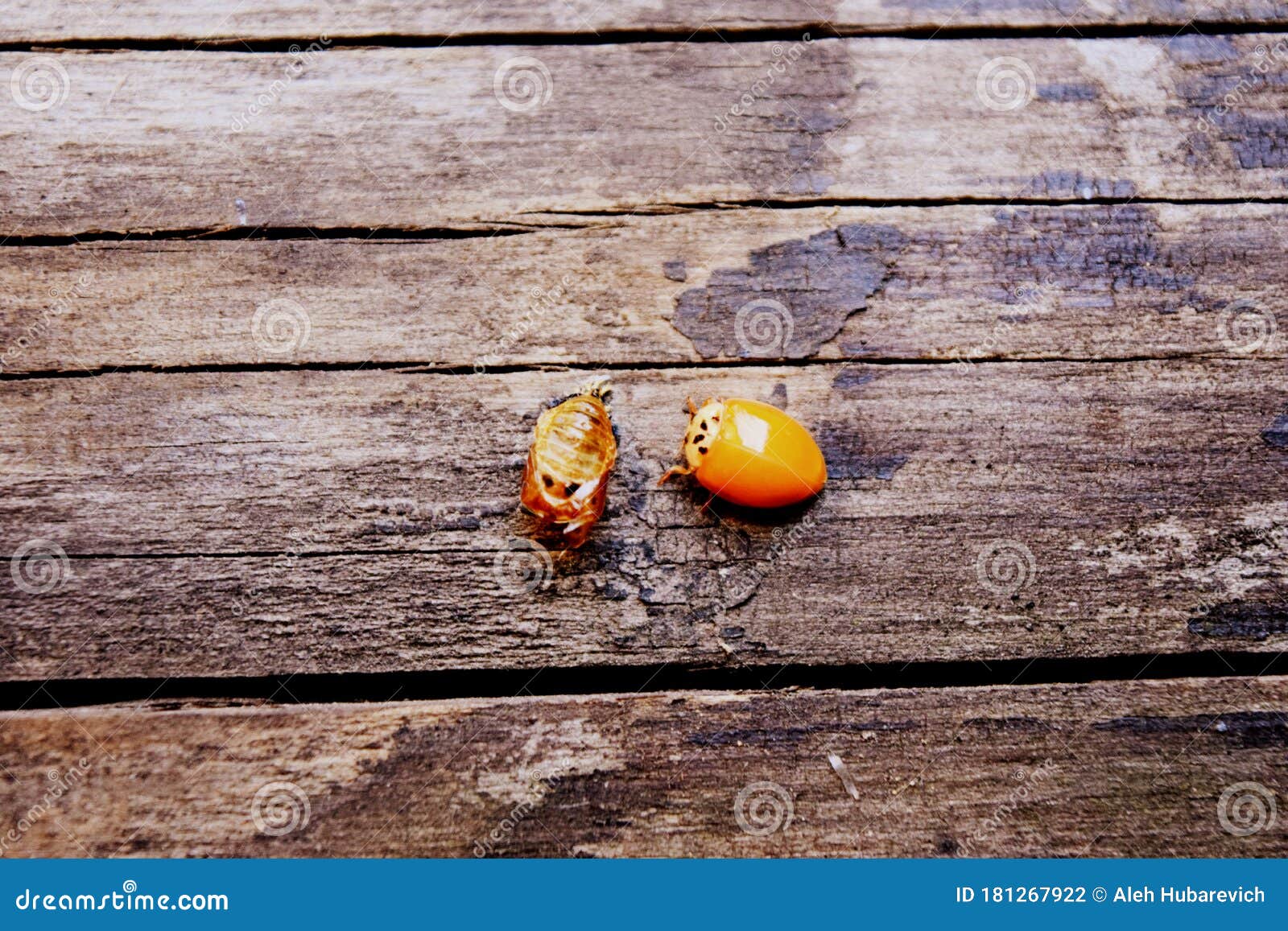 Ladybug and Its Larva Shell Stock Photo - Image of natural, dots: 181267922