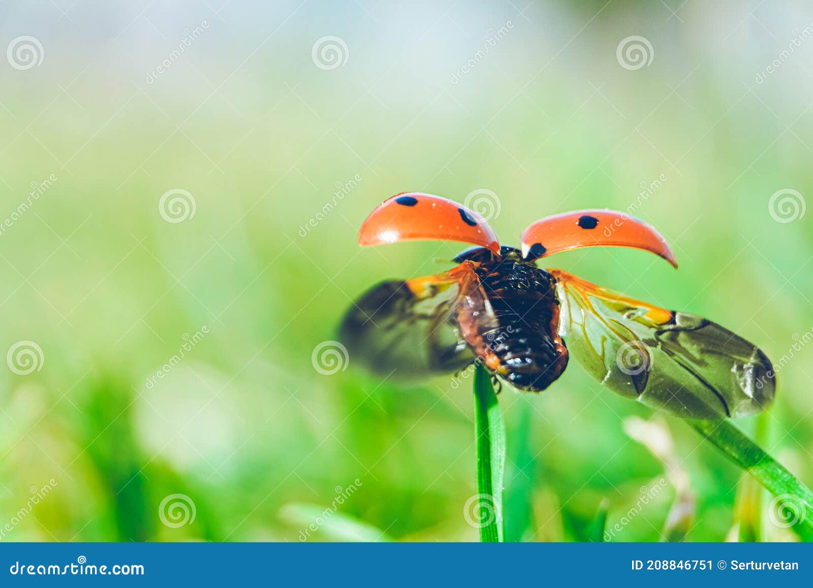 Ladybug with Its Open Wings on a Green Leaf Stock Image - Image of lady ...