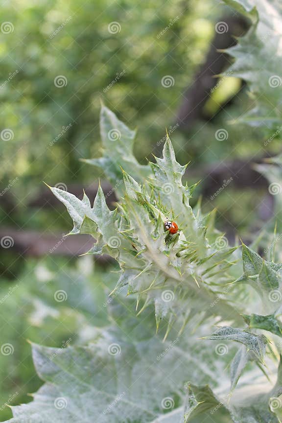 Ladybug stock photo. Image of ladybug, leaves, life, river - 98630320