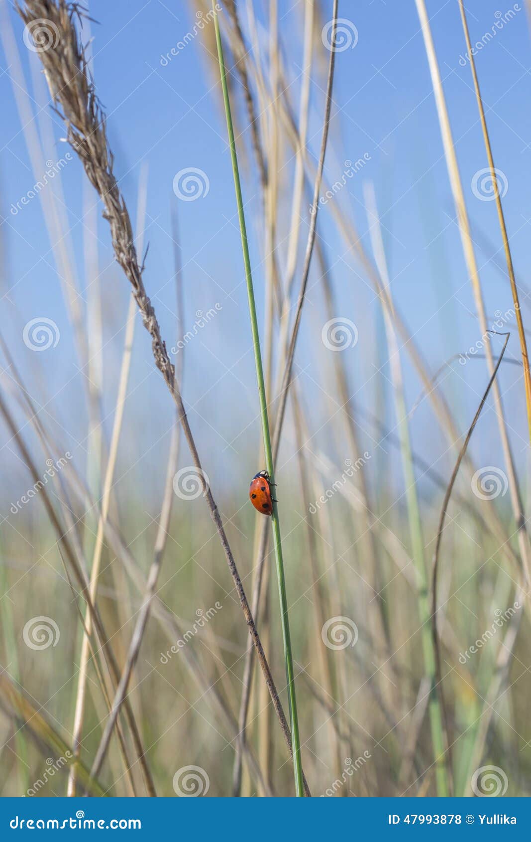 Ladybug stock photo. Image of crawl, scramble, beautiful - 47993878
