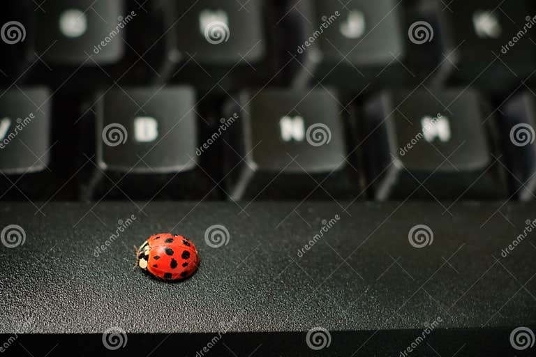 Ladybug on the Keyboard stock photo. Image of spacebar - 10528838
