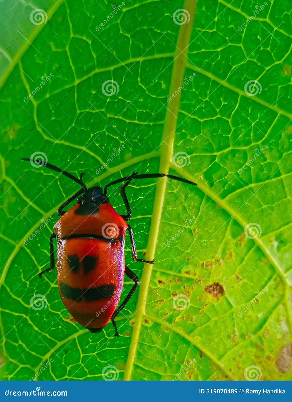 Koksi Beetle on a leaf stock image. Image of green, invertebrate ...