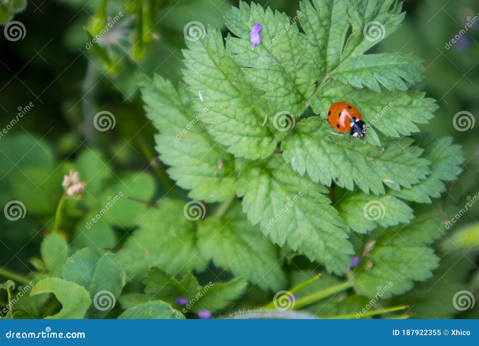 Ladybug Lady Beetle Crawling on a Green Leaf Stock Image - Image of ...