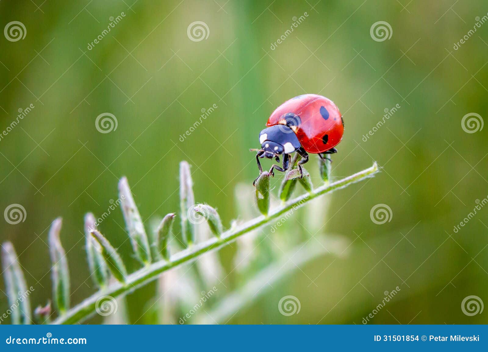 Ladybug stock photo. Image of garden, ecology, detail - 31501854