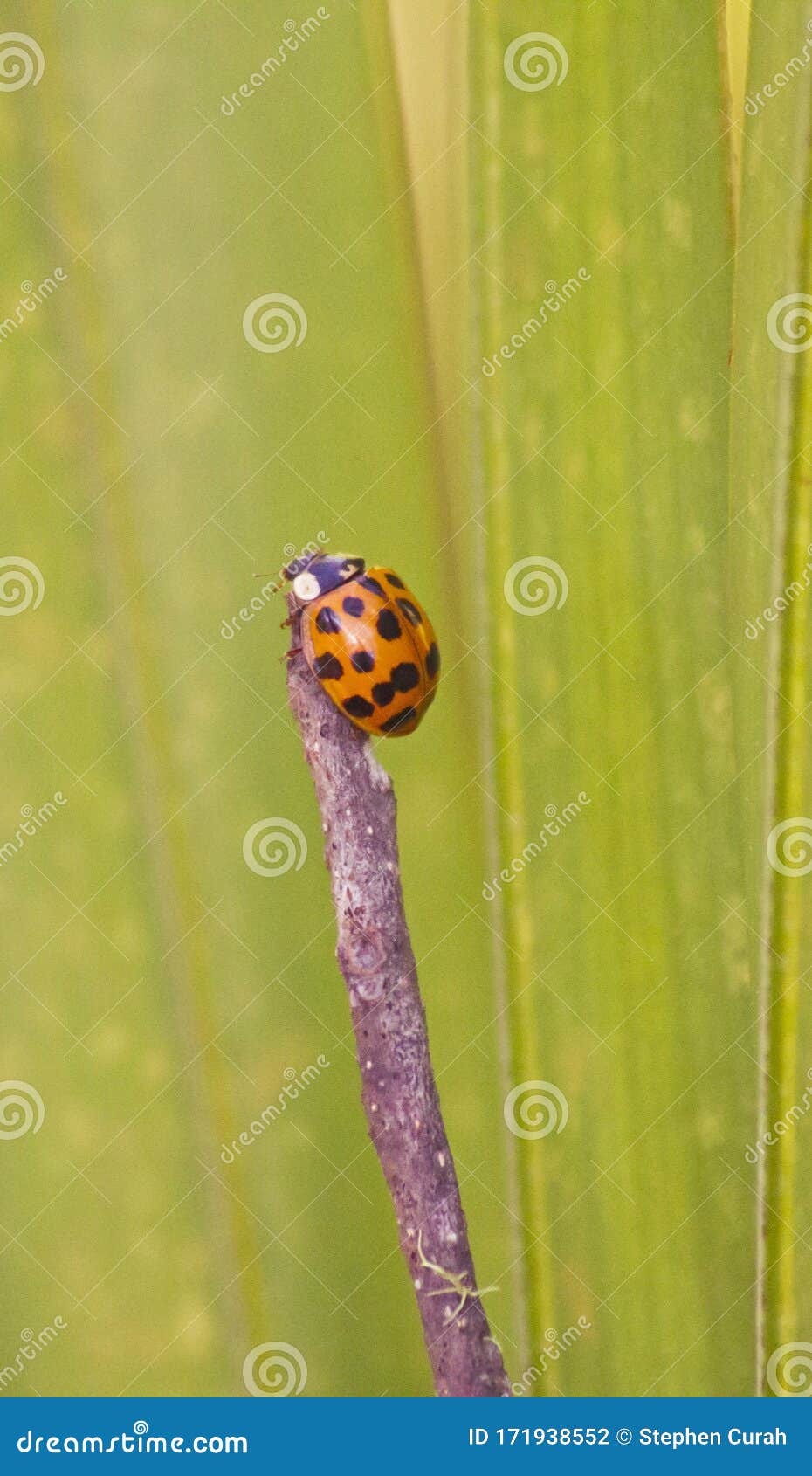 Ladybug on a Branch in the Florida Scrub Stock Photo - Image of nature ...
