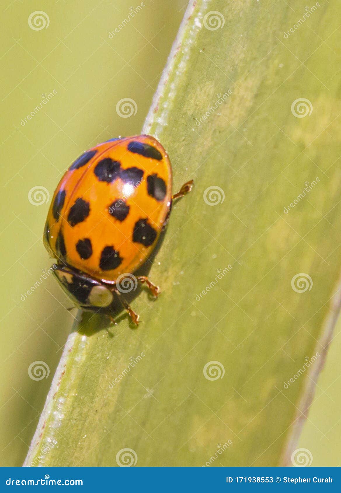 Ladybug on a saw palmetto stock image. Image of nature - 171938553