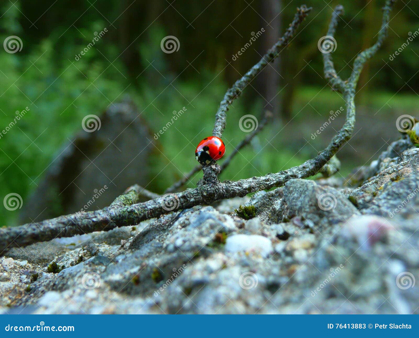 Ladybug stock image. Image of forest, animal, background - 76413883