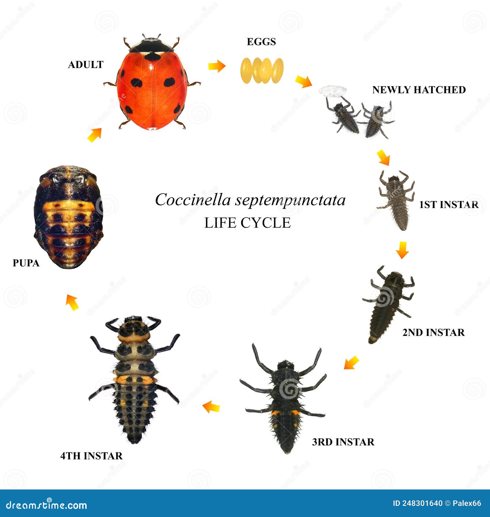 Coleoptera Life Cycle Coleoptera Life Cycle
