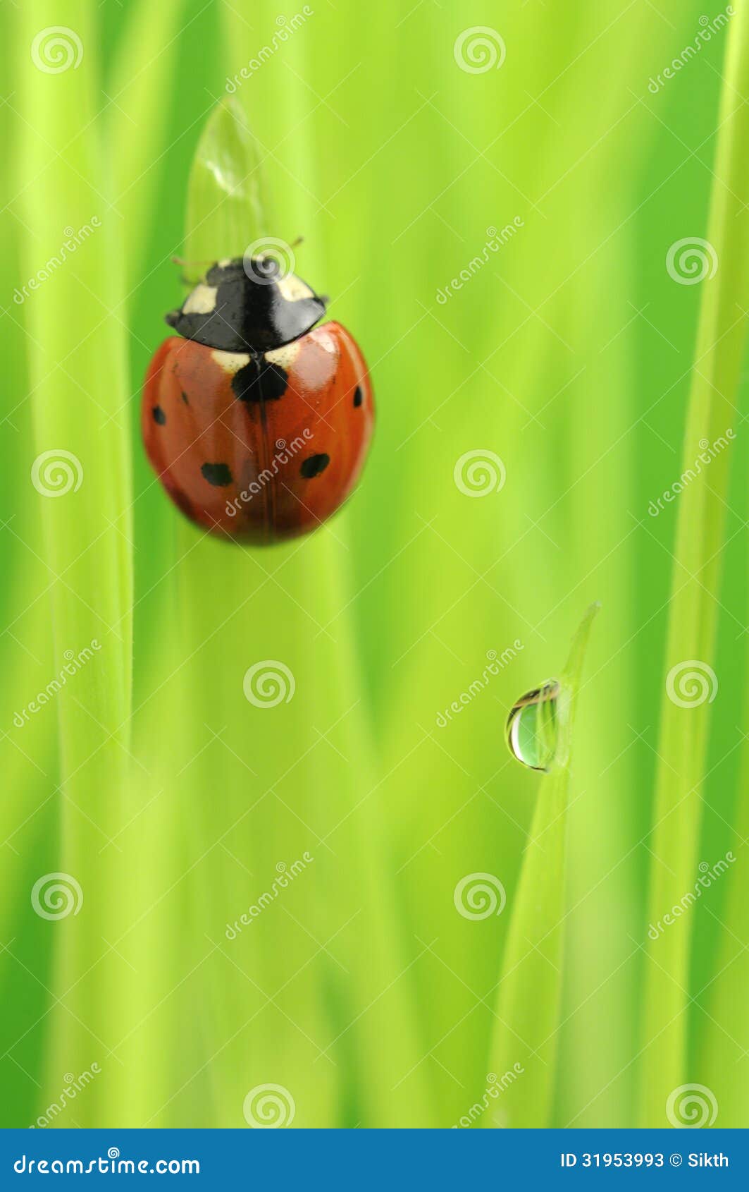 Ladybug (Ladybird) Crawling on Green Grass with Water Drop Stock Image ...