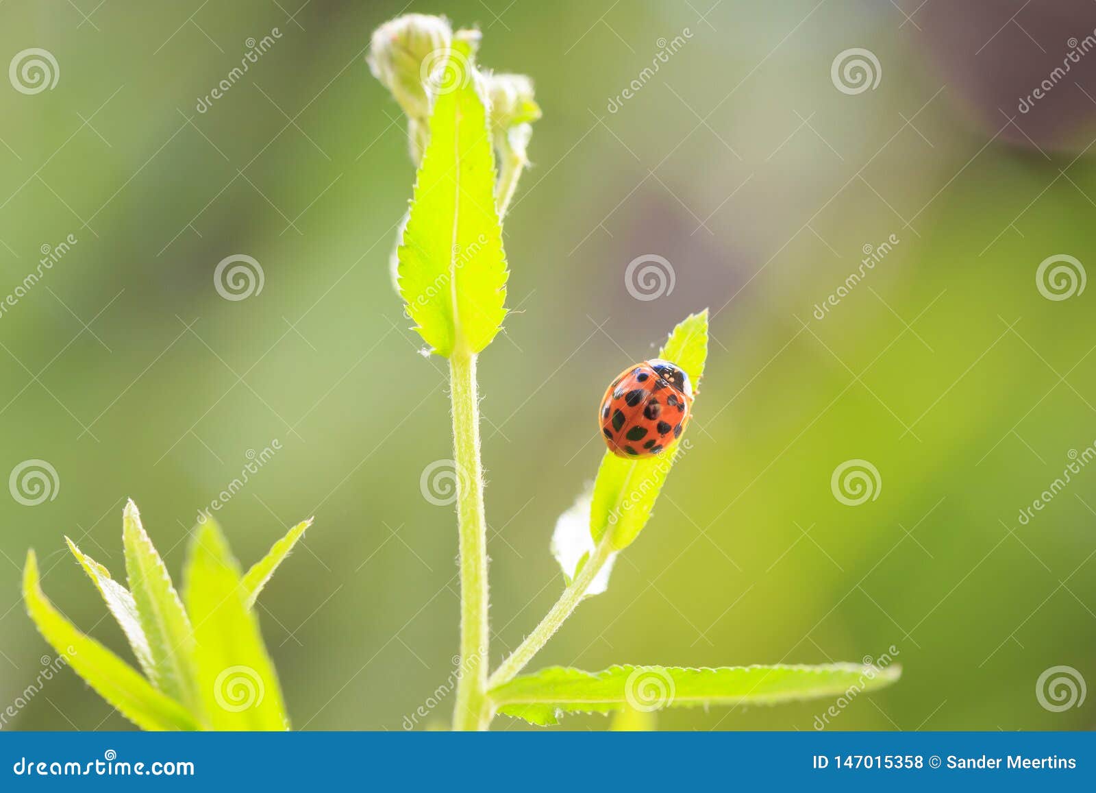 Ladybug or Ladybird Insect Climbing Stock Photo - Image of garden ...