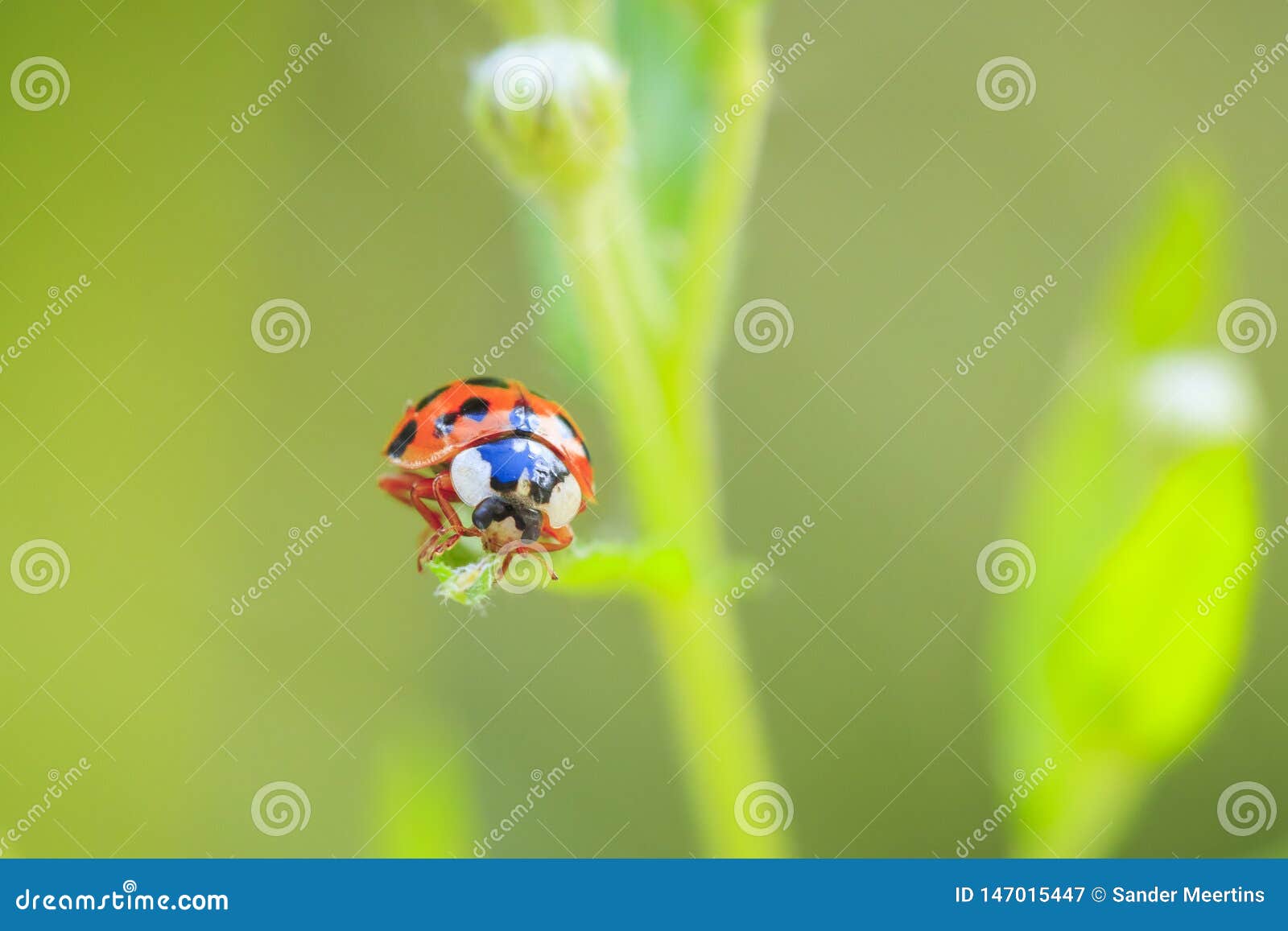 Ladybug or Ladybird Insect Climbing Stock Image - Image of plant, climb ...