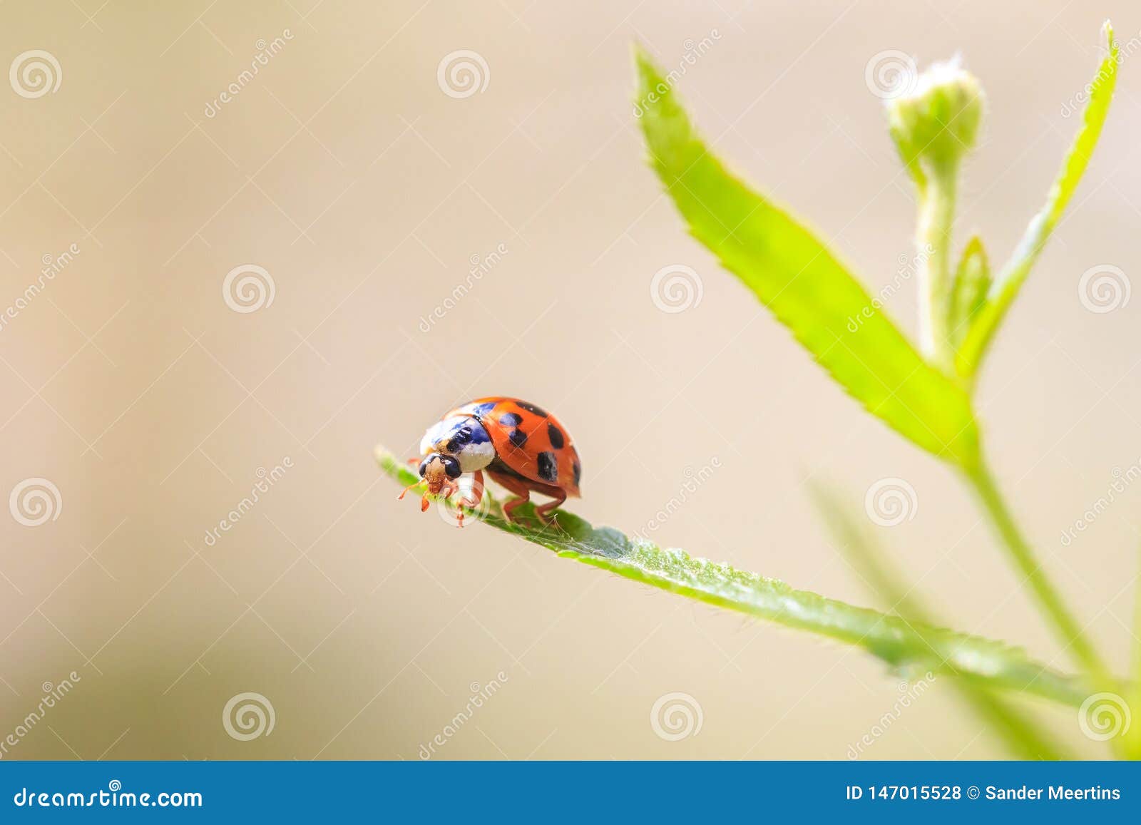 Ladybug or Ladybird Insect Climbing Stock Photo - Image of leaf, fresh ...