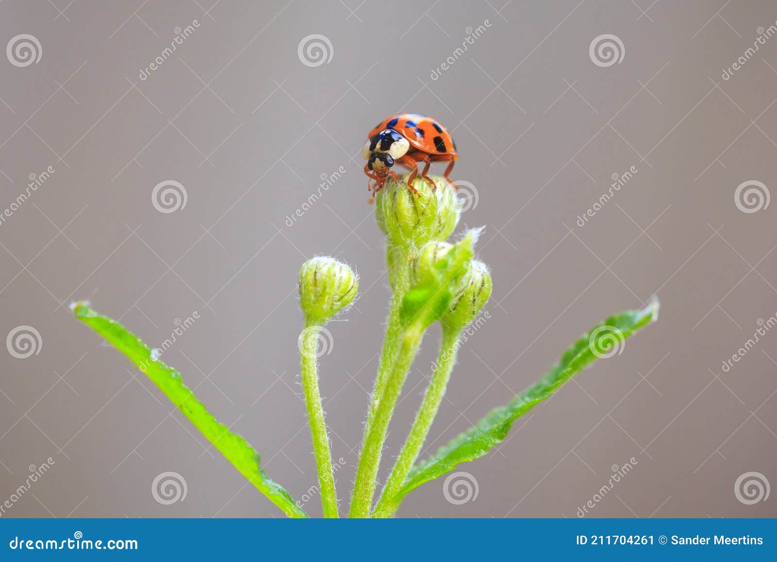 Ladybug or Ladybird Insect Climbing Stock Image - Image of insect ...