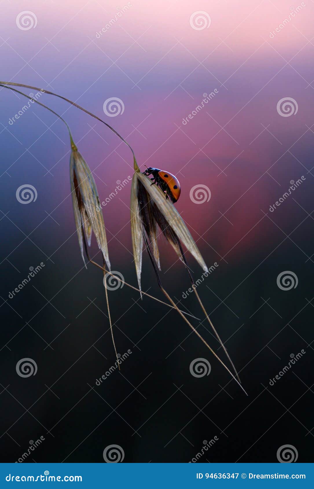 Ladybug stock image. Image of sleep, looking, insect - 94636347