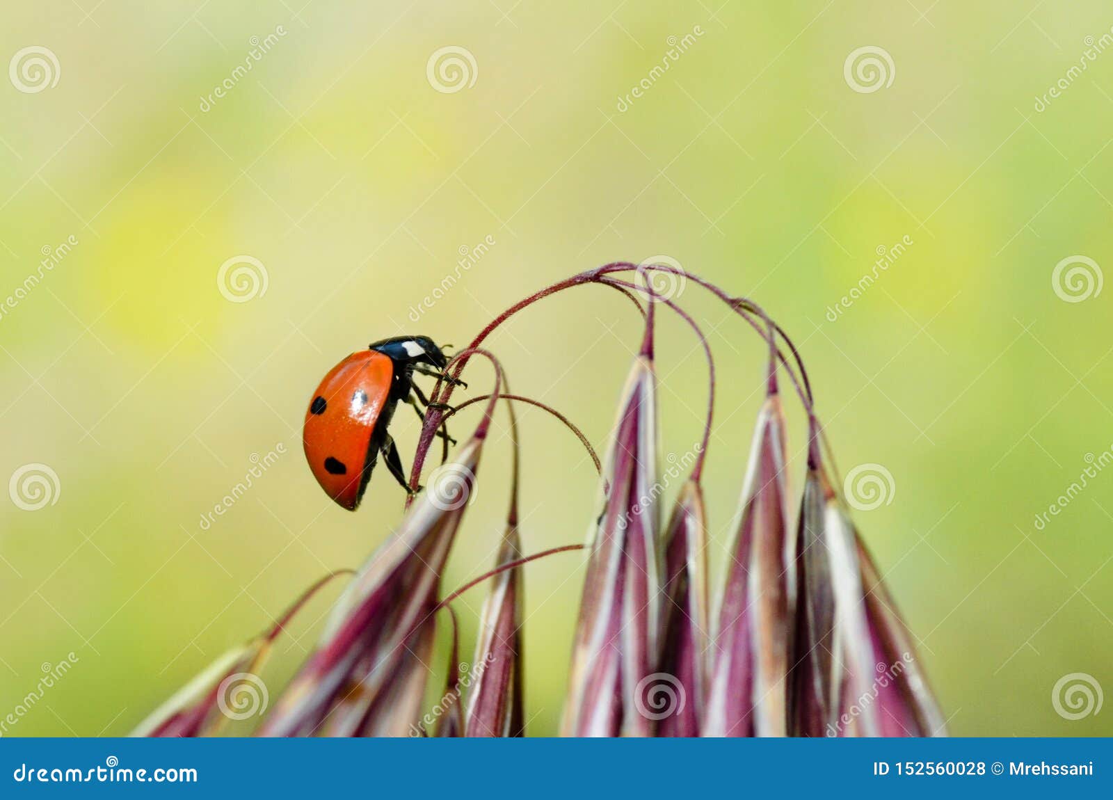Ladybug climbing on flower stock photo. Image of insect - 152560028