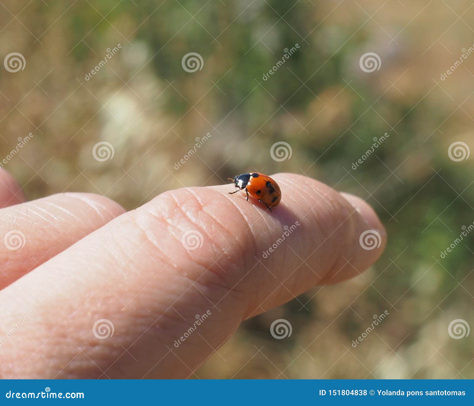 Ladybug stock photo. Image of nature, small, finger - 151804838
