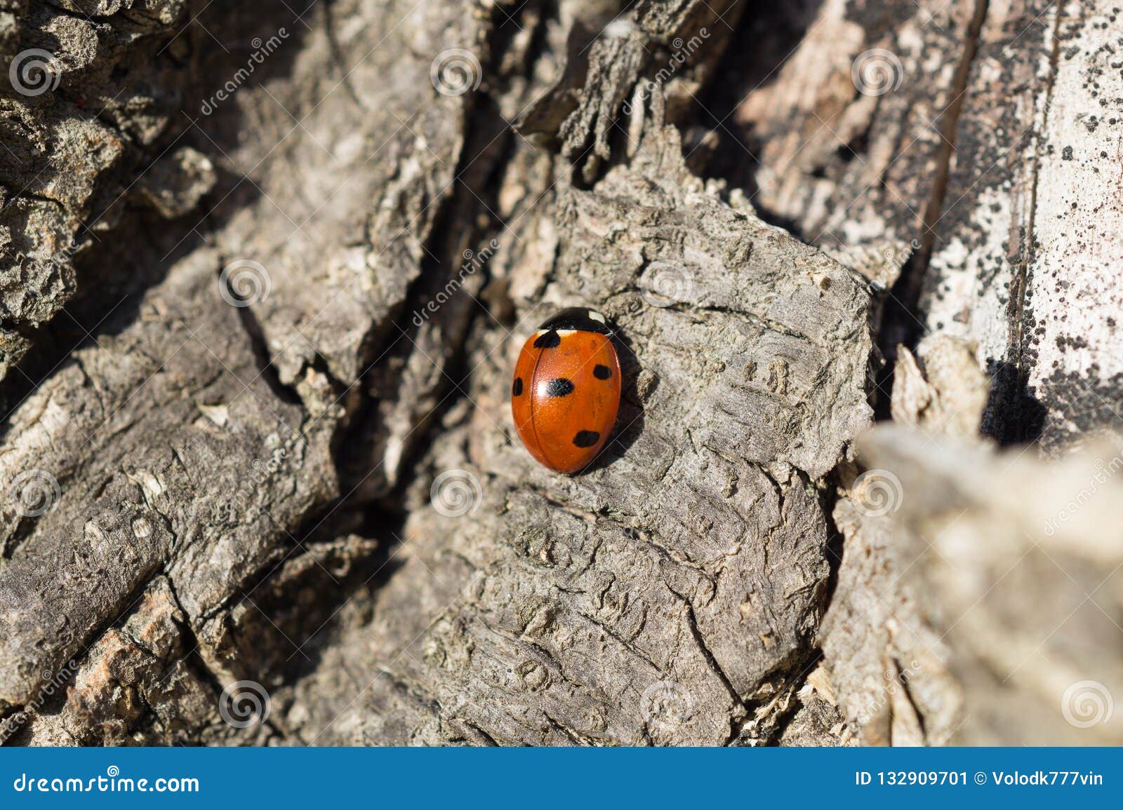 Ladybug. Ladybug Goes Up the Tree Bark Stock Image - Image of garden ...