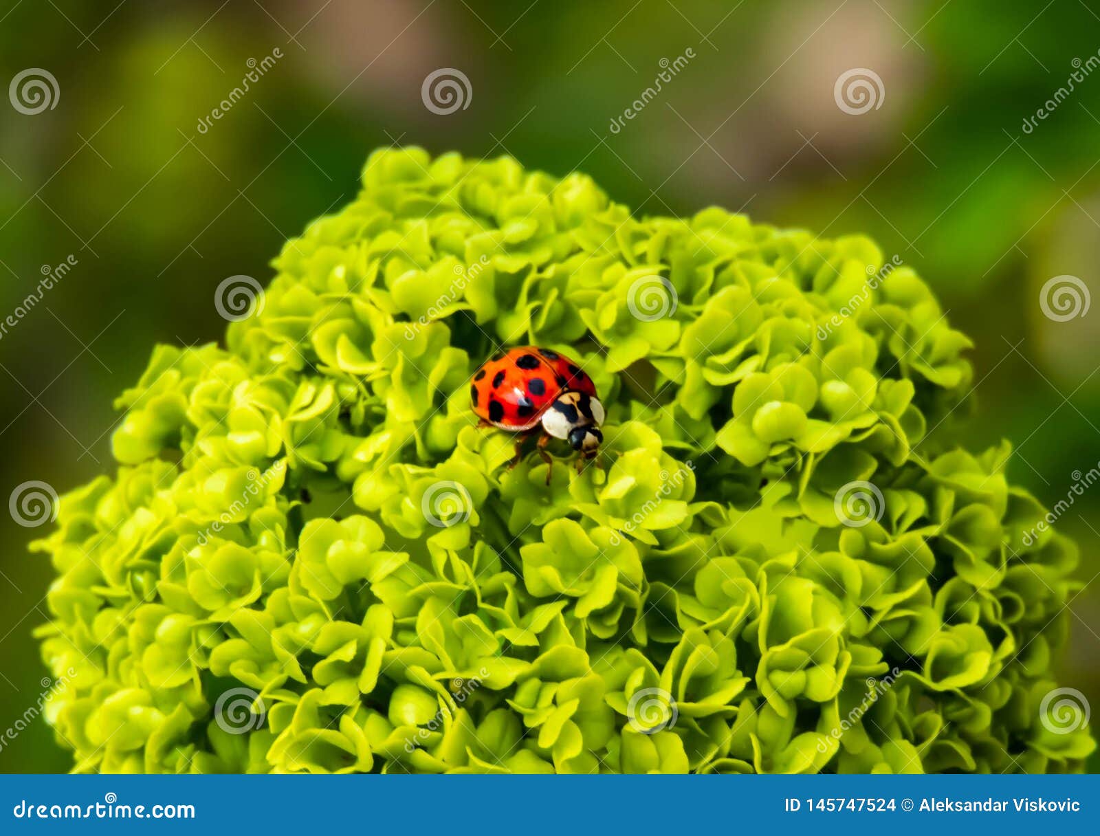 Ladybug stock photo. Image of green, gardening, beetle - 145747524