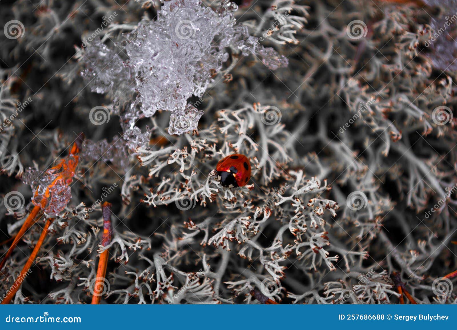 Ladybug stock photo. Image of grass, plant, soil, snow - 257686688
