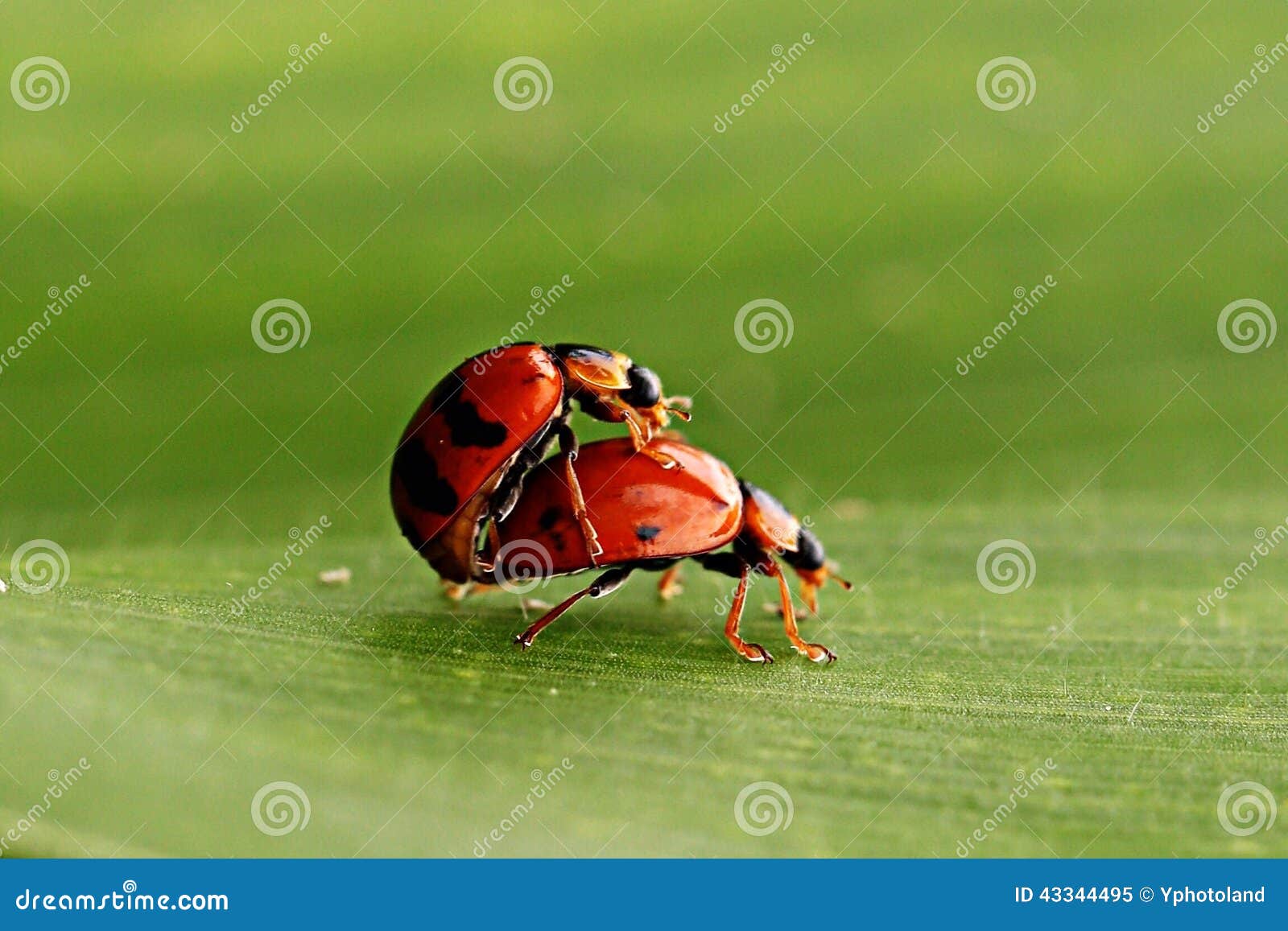 Ladybug stock image. Image of breed, season, ladybugs - 43344495