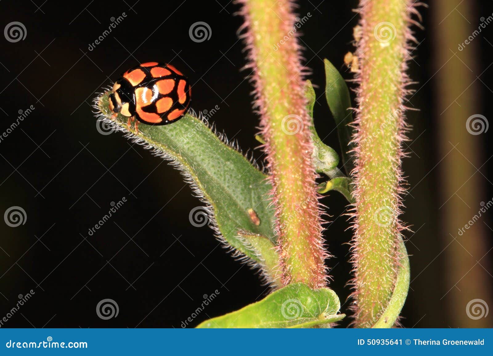 Ladybug stock image. Image of green, weed, plant, close - 50935641