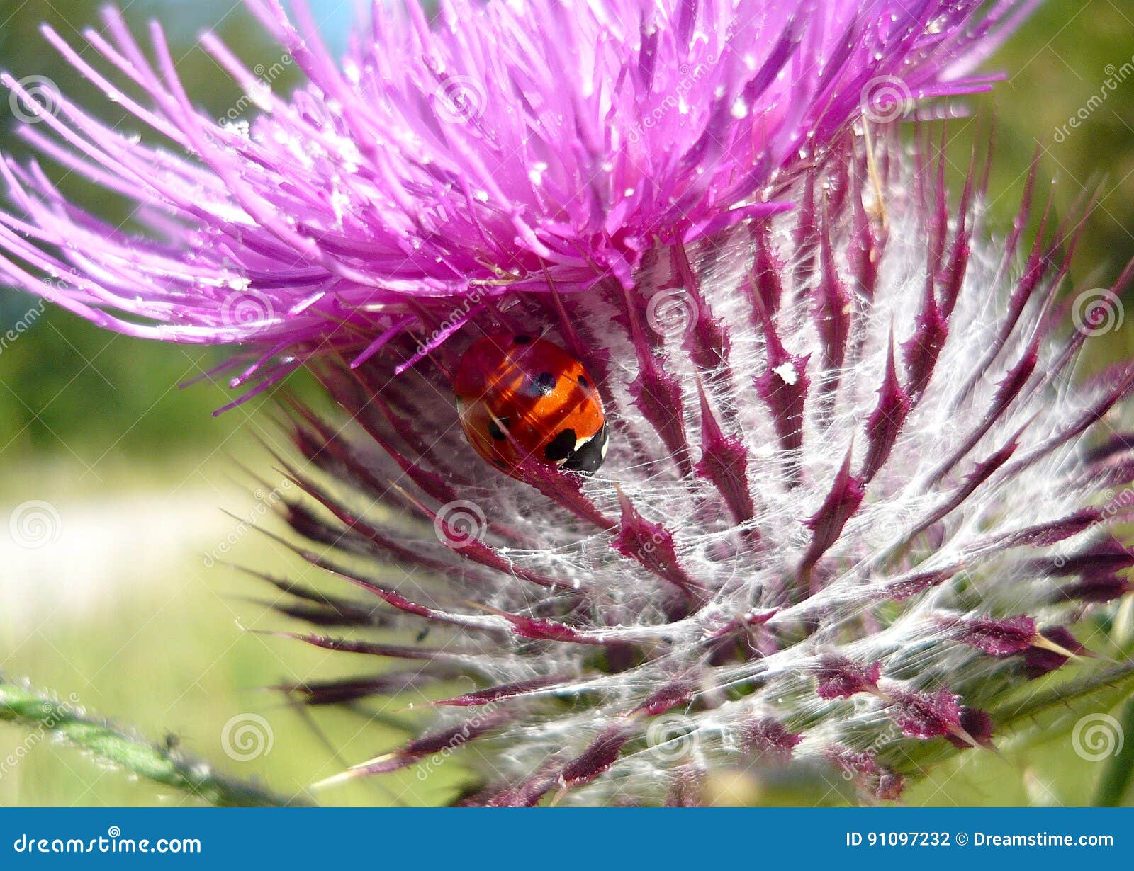 Ladybug stock photo. Image of plants, thistle, flower - 91097232
