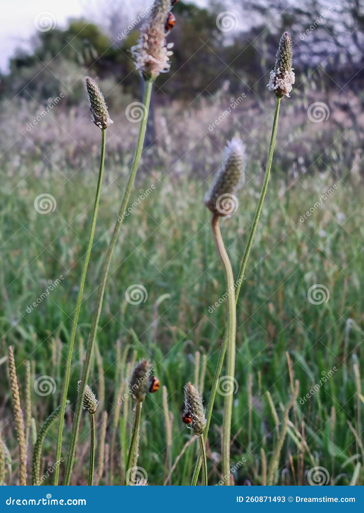 Ladybugs Are Natural Enemies Of Aphids And Scale Insects Royalty-Free ...