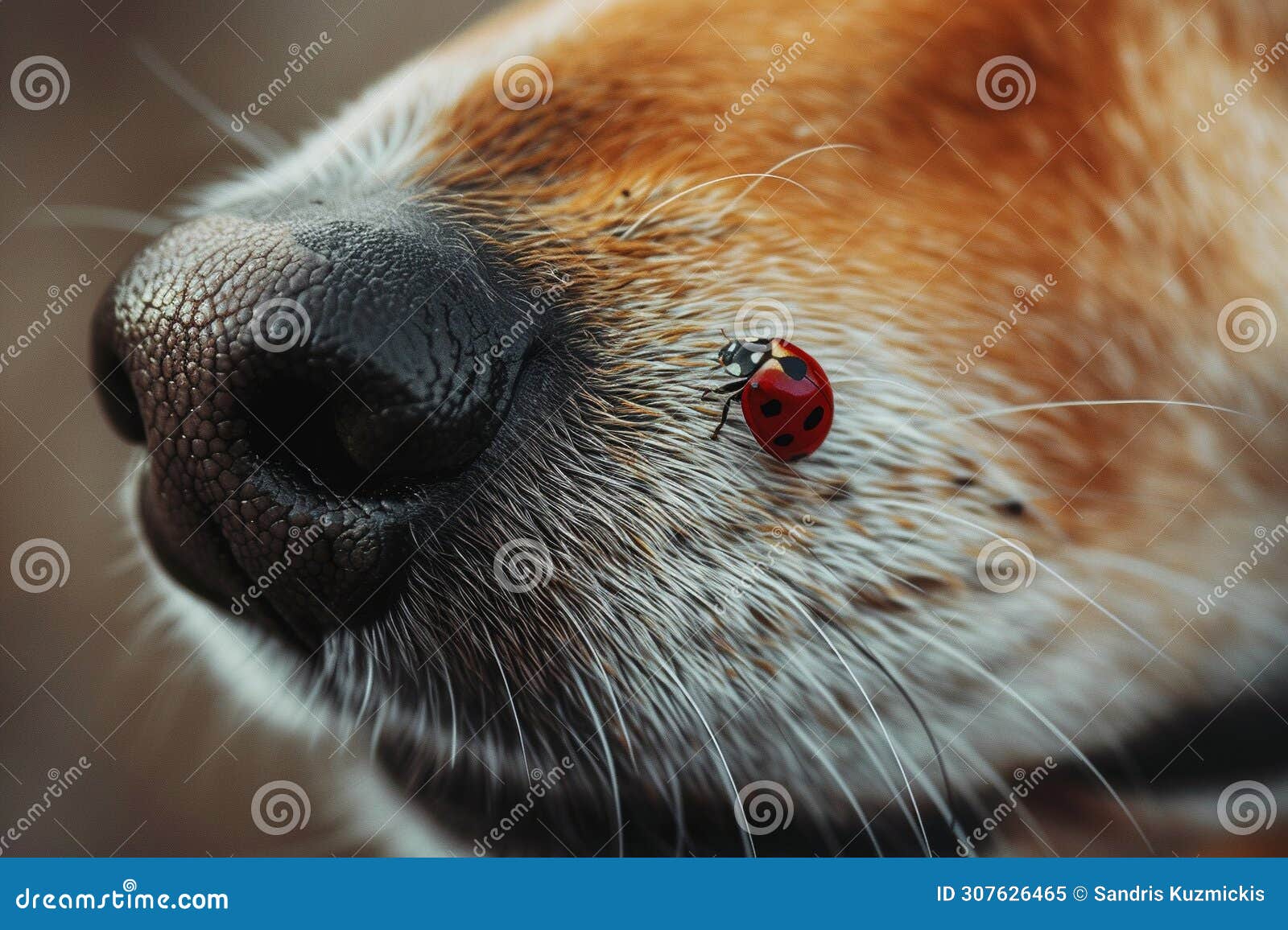 A Ladybug is Landed on Dogs Nose. Generative AI Stock Illustration ...