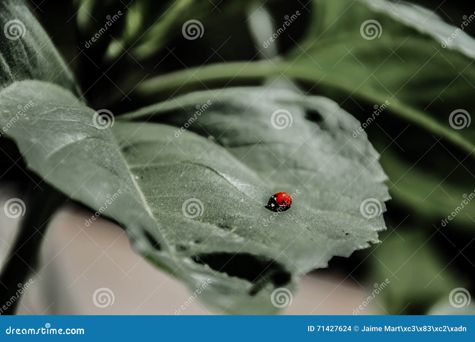 Ladybug on a Large Green Leaf Living in the Nature Stock Photo - Image ...