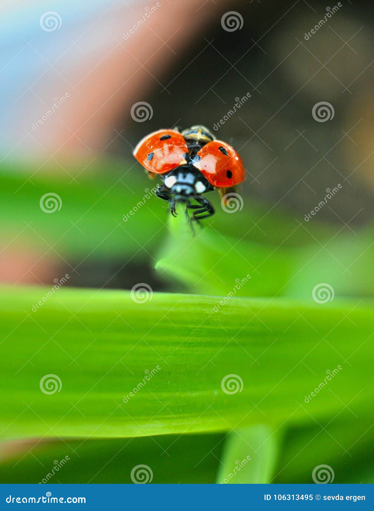 Yelloz Stock Photos - Free & Royalty-Free Stock Photos from Dreamstime