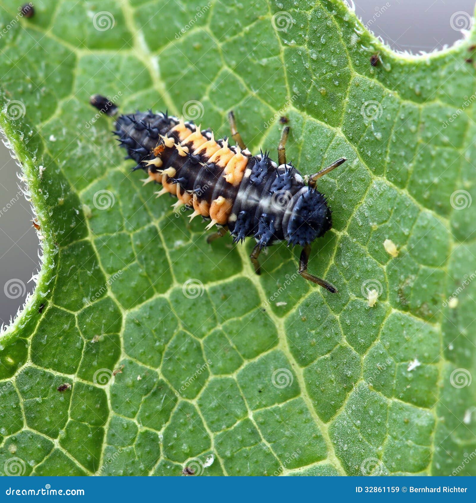 Ladybug Larva stock image. Image of lice, detail, season - 32861159